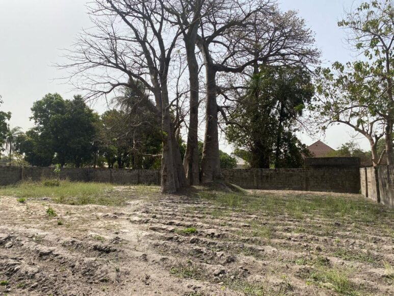 2 Prime Fenced Plots for Sale at Sanyang | GAMREALTY